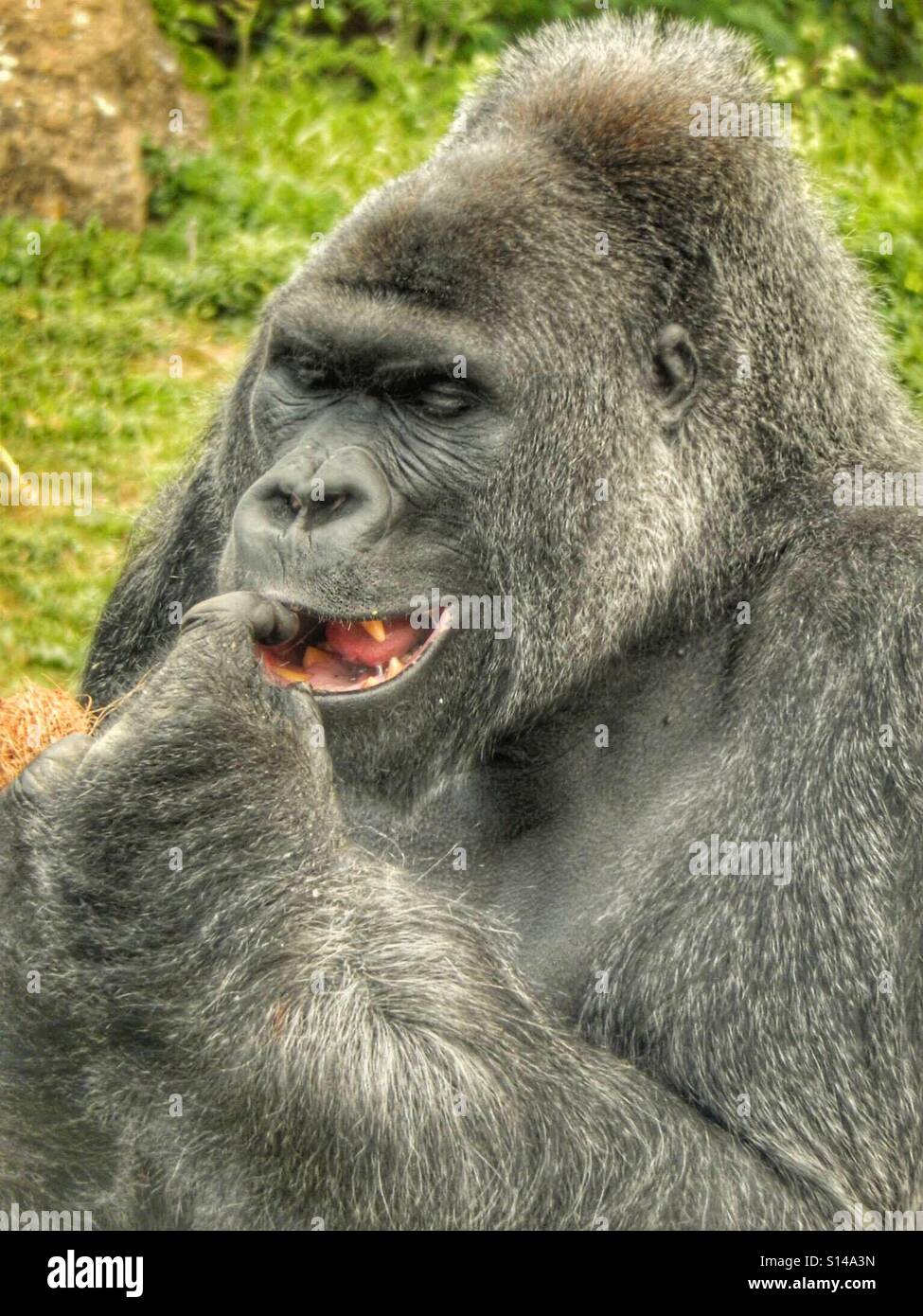 Silverback gorilla teeth hi-res stock photography and images - Alamy