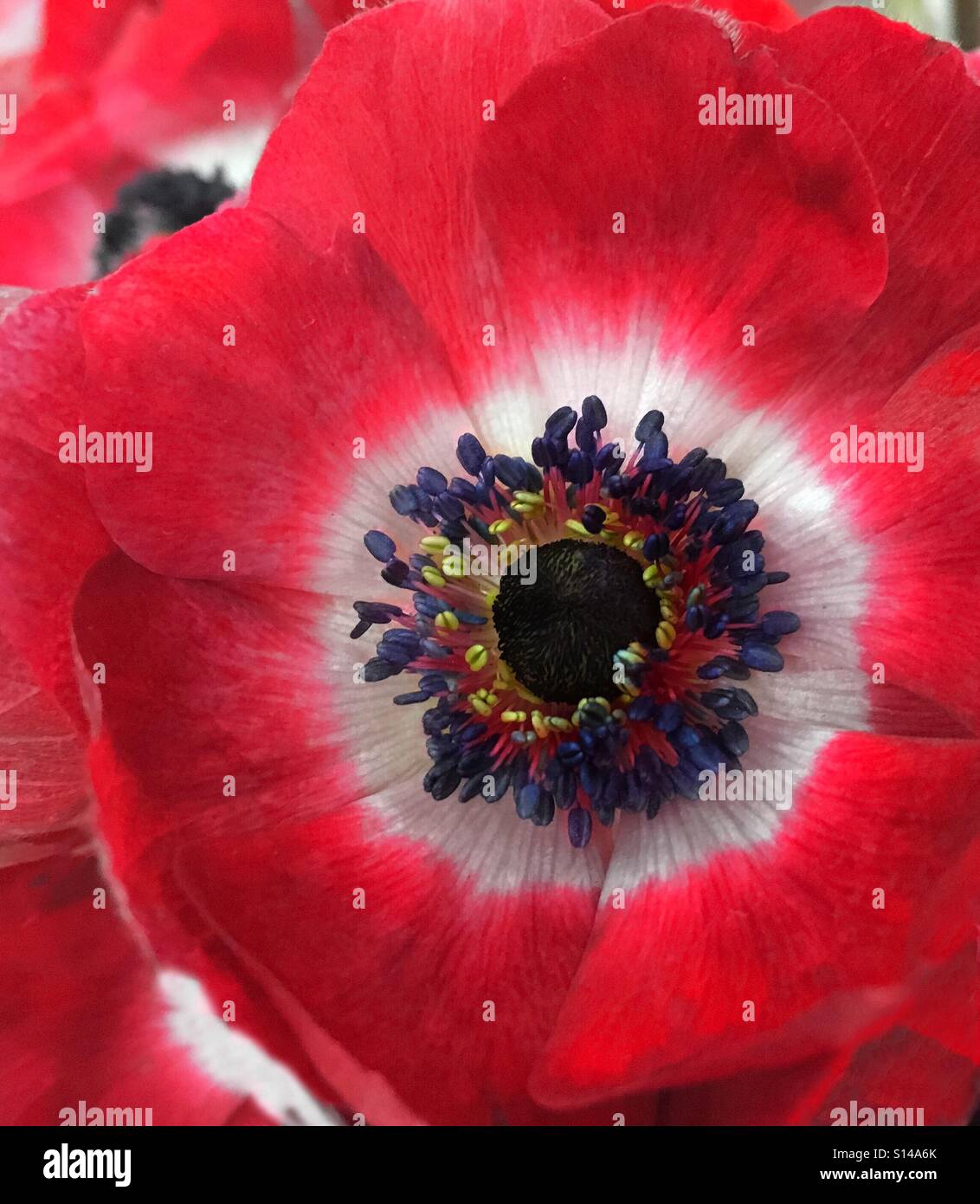 Red poppy anemone flowers hi-res stock photography and images - Alamy