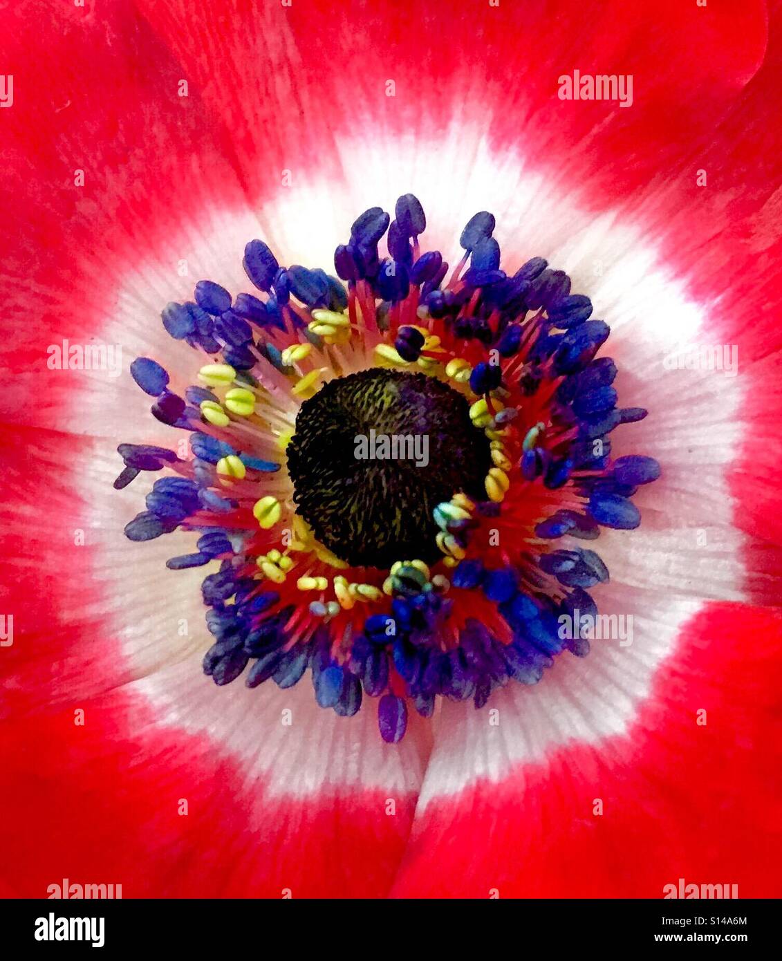 Anemone flower extreme close up Stock Photo - Alamy