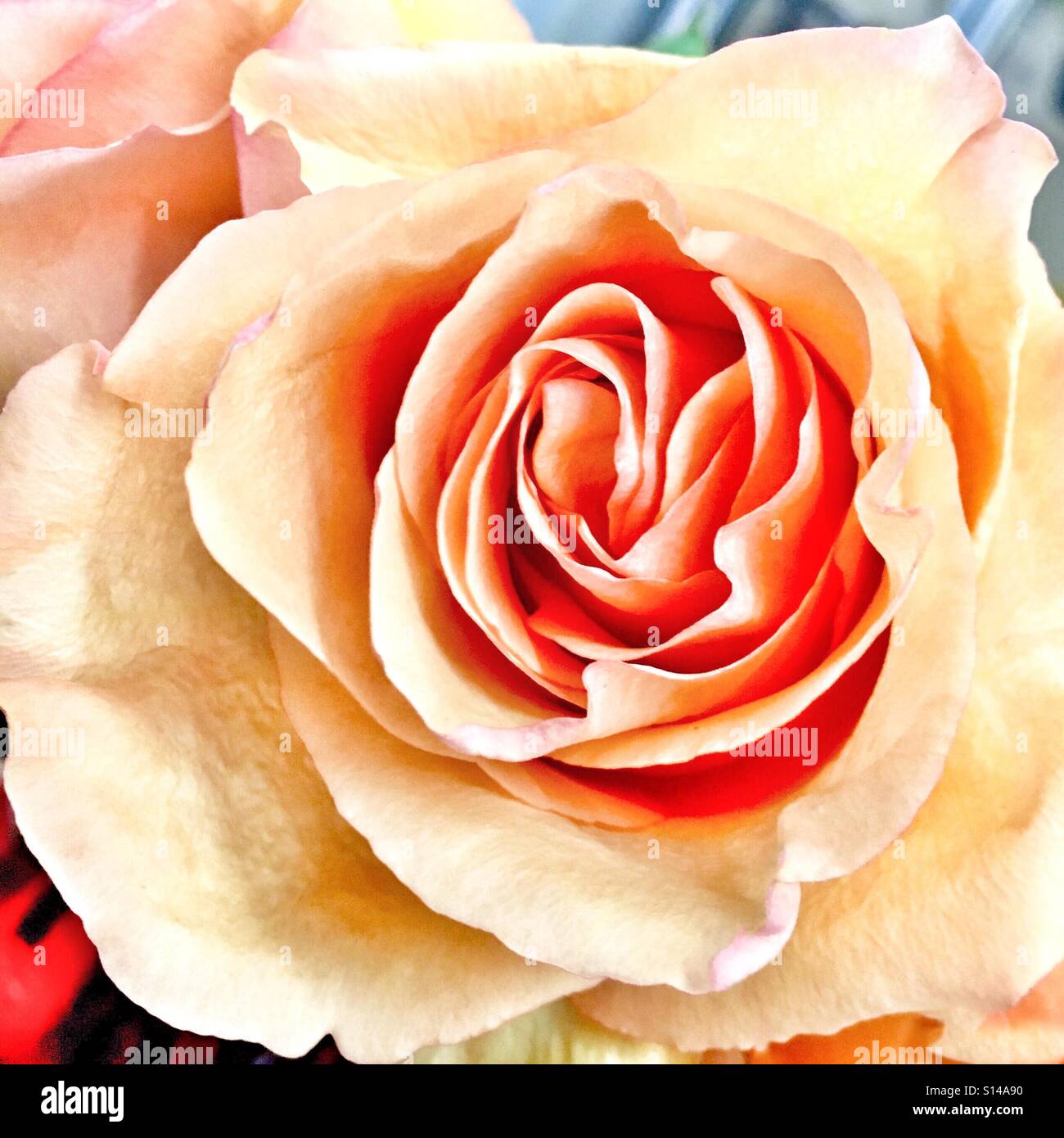 Beautiful single rose Stock Photo - Alamy