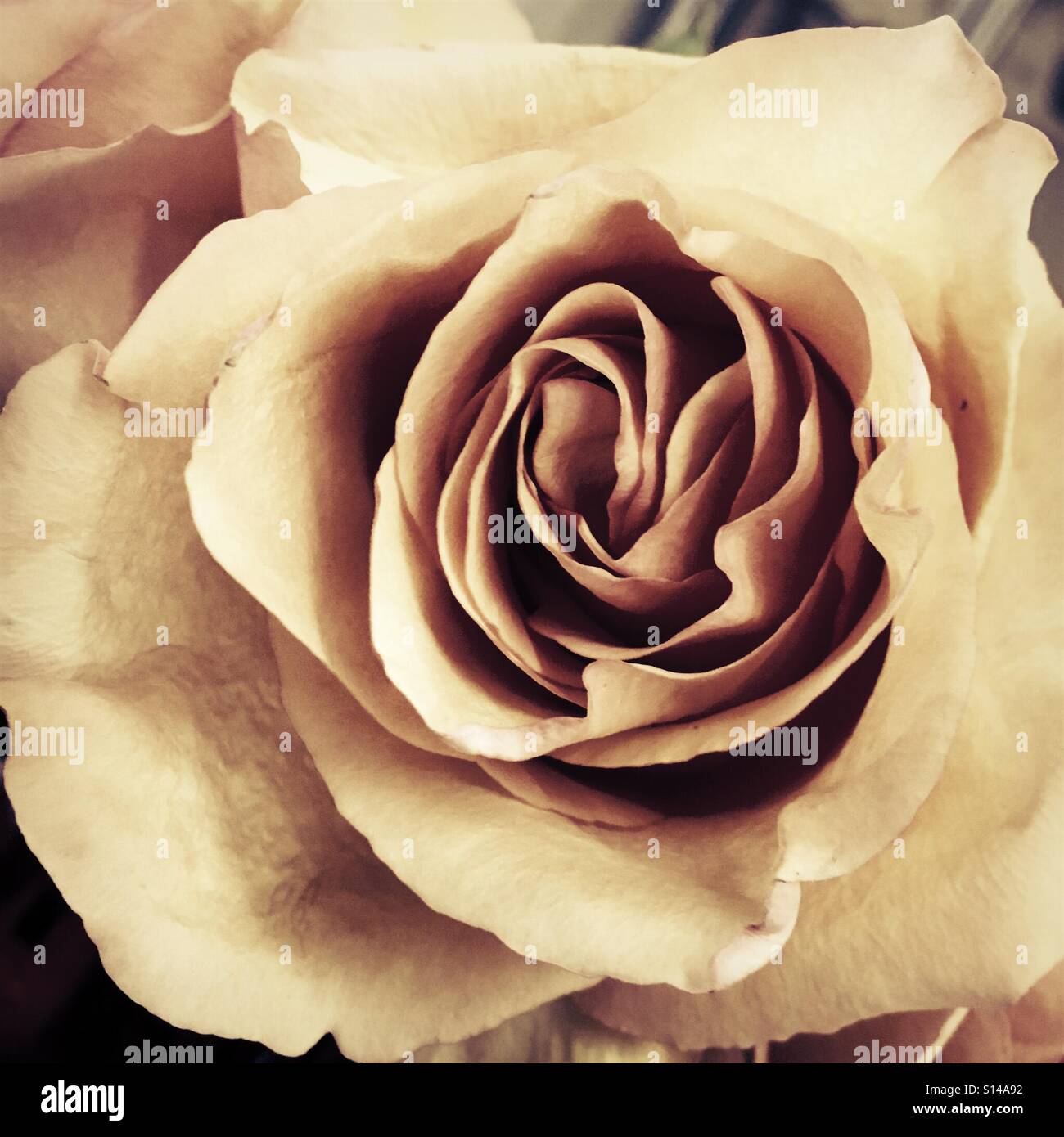 Beautiful single rose Stock Photo - Alamy