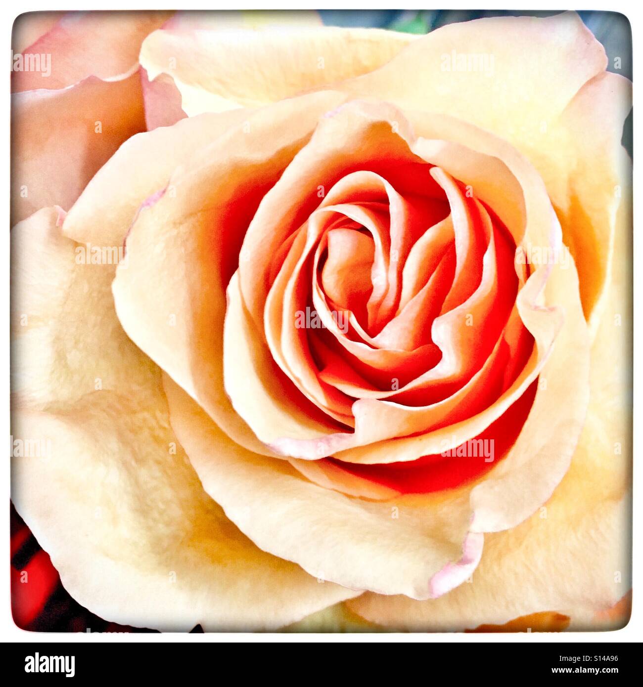 Single beautiful rose Stock Photo - Alamy