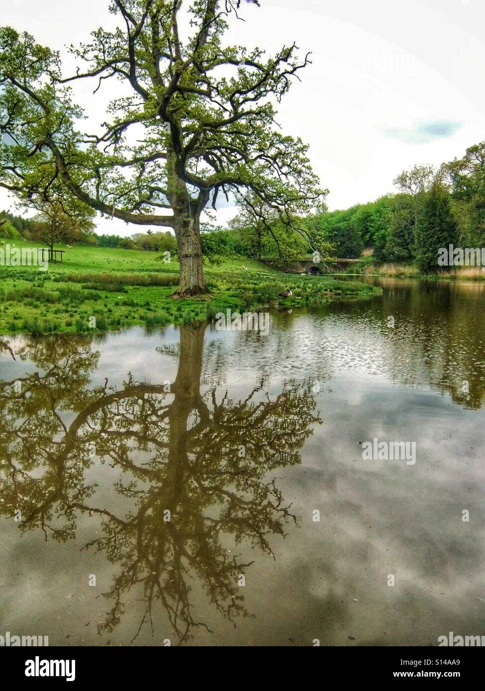 Tree reflecting in water Stock Photo - Alamy