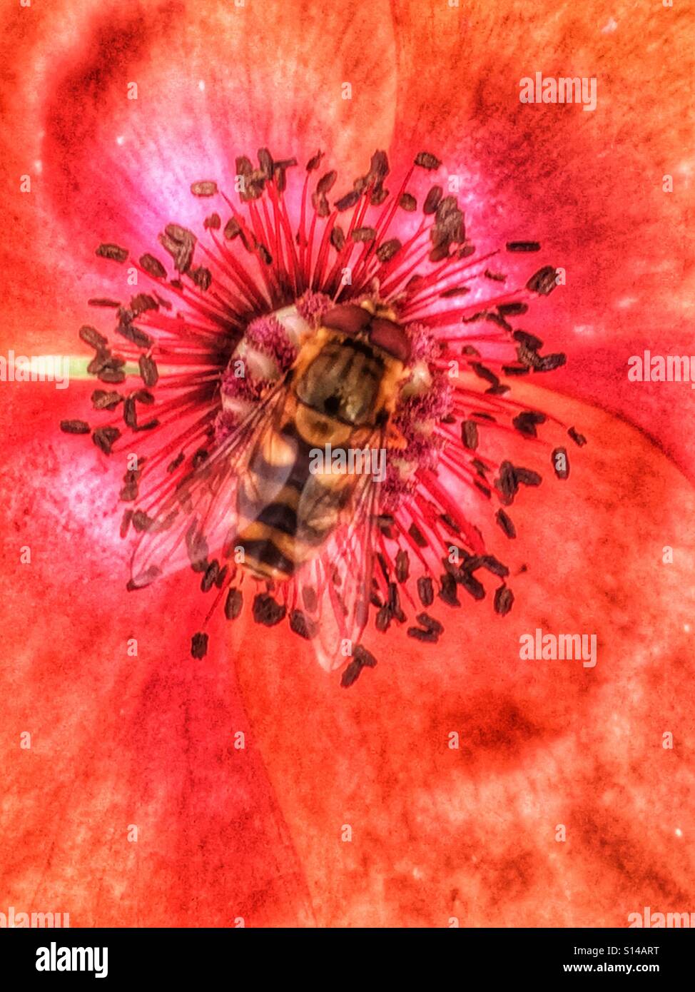 Bees on poppy flower hi-res stock photography and images - Alamy