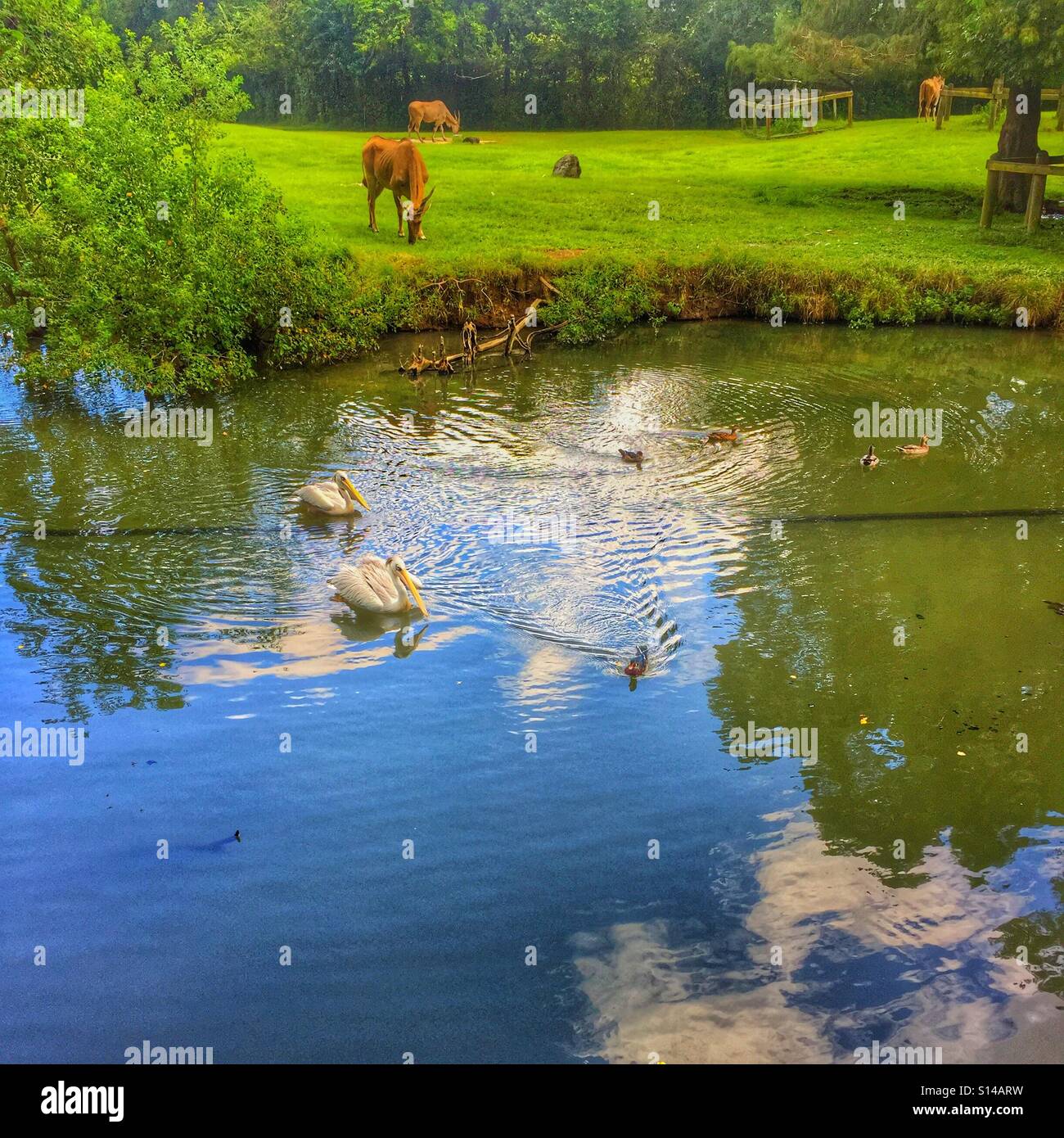 Pond animals hi-res stock photography and images - Alamy