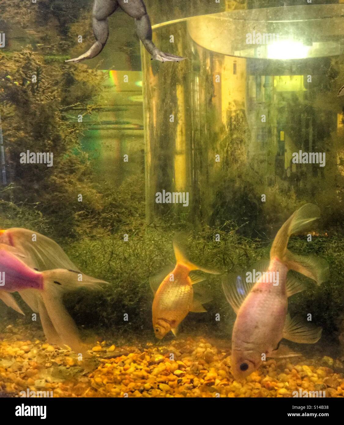 Audubon Zoo New Orleans High Resolution Stock Photography and Images ...