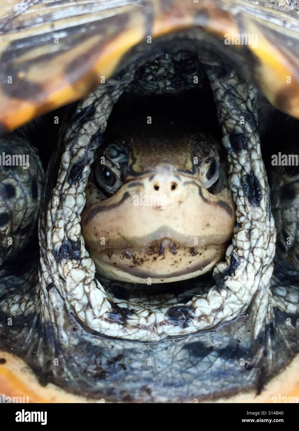 Shy reptile hi-res stock photography and images - Alamy