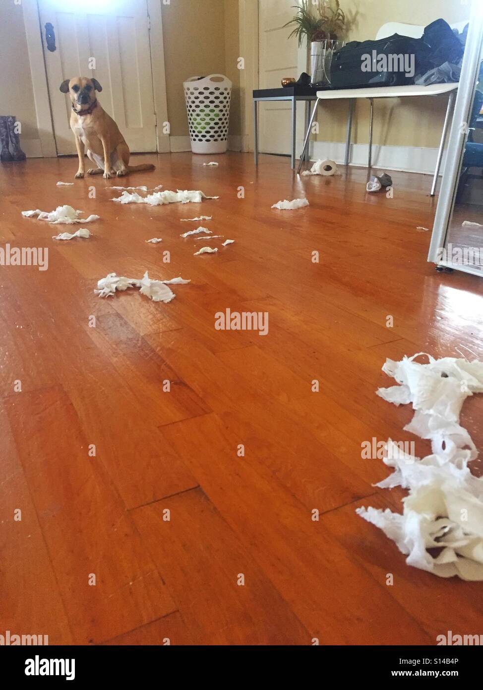 Dog toilet paper hi-res stock photography and images - Alamy