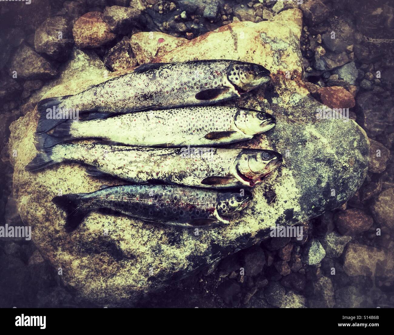 Dead trout hi-res stock photography and images - Alamy