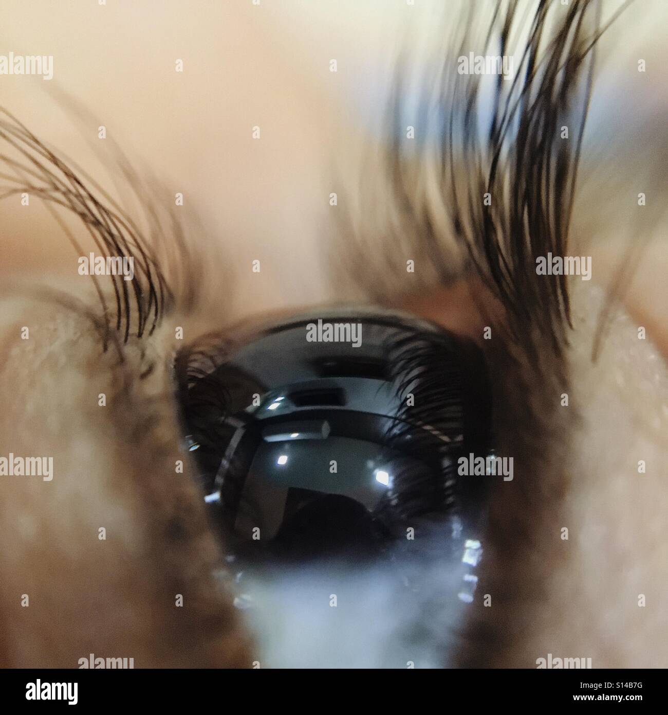 Eye human reflection hi-res stock photography and images - Alamy