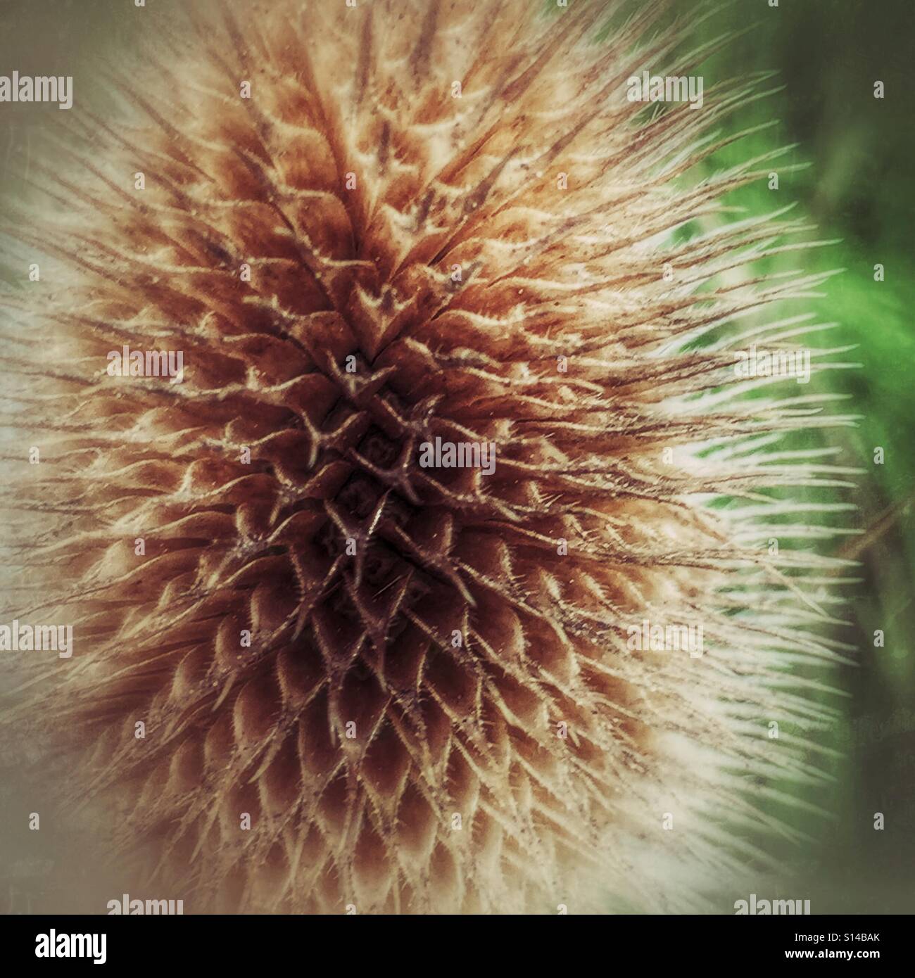 Thistles seed hi-res stock photography and images - Alamy
