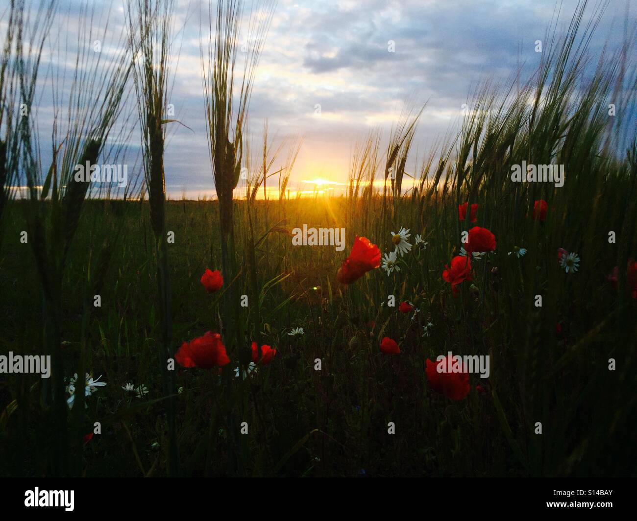 Poppys with sunset hi-res stock photography and images - Alamy