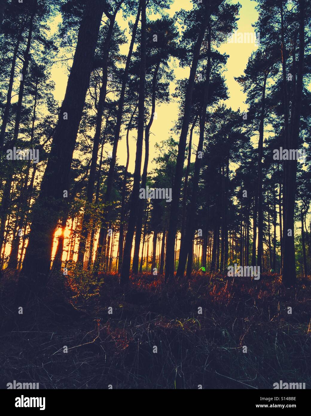 Setting sun through trees Stock Photo - Alamy