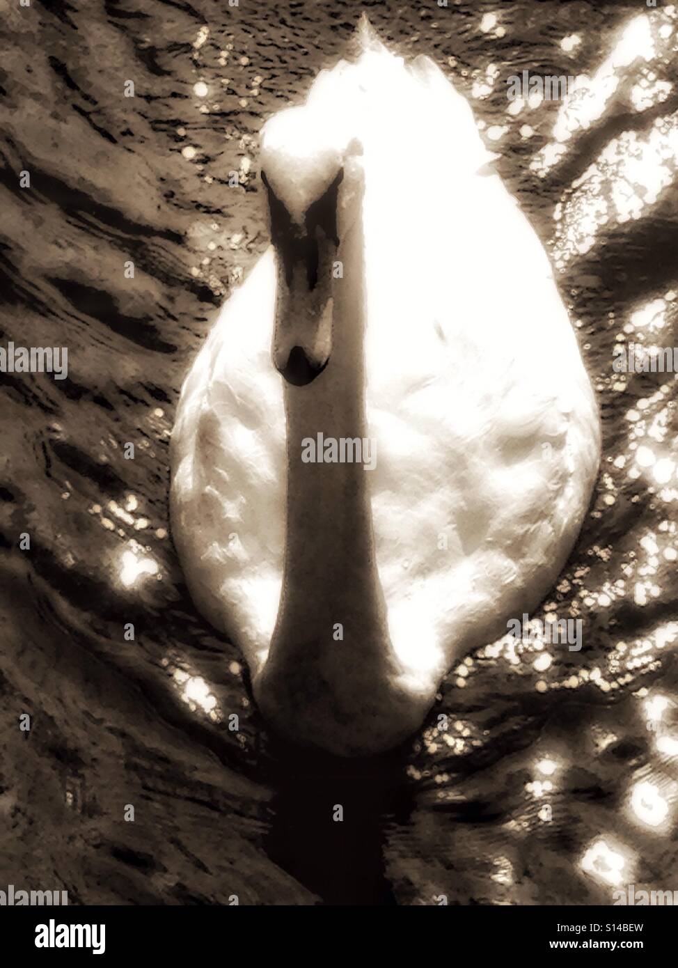 Stately swan hi-res stock photography and images - Alamy