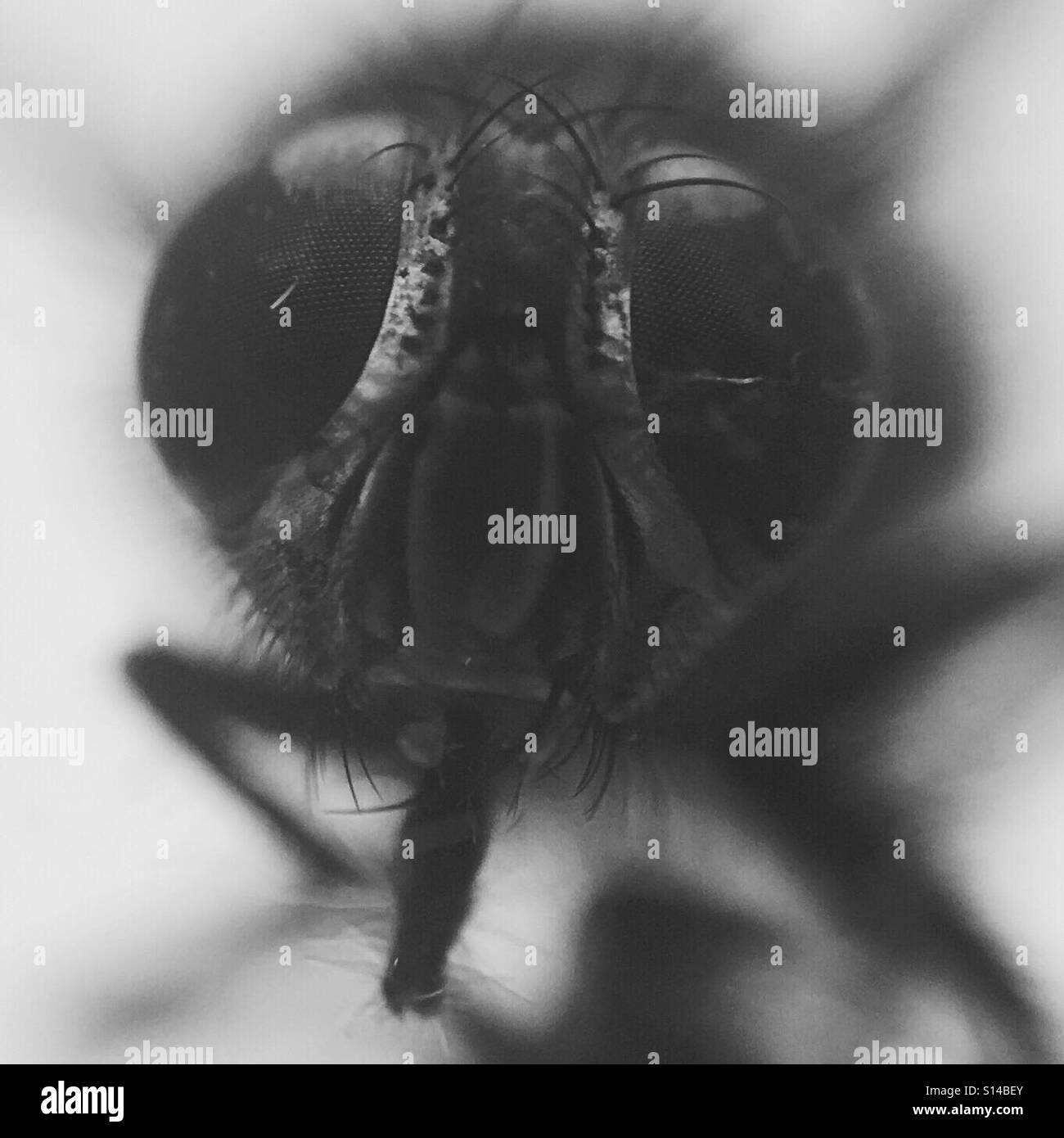 Black and white fly hi-res stock photography and images - Alamy