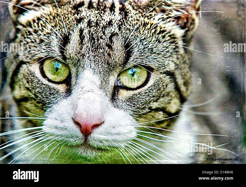 "little great tiger in the house Stock Photo - Alamy