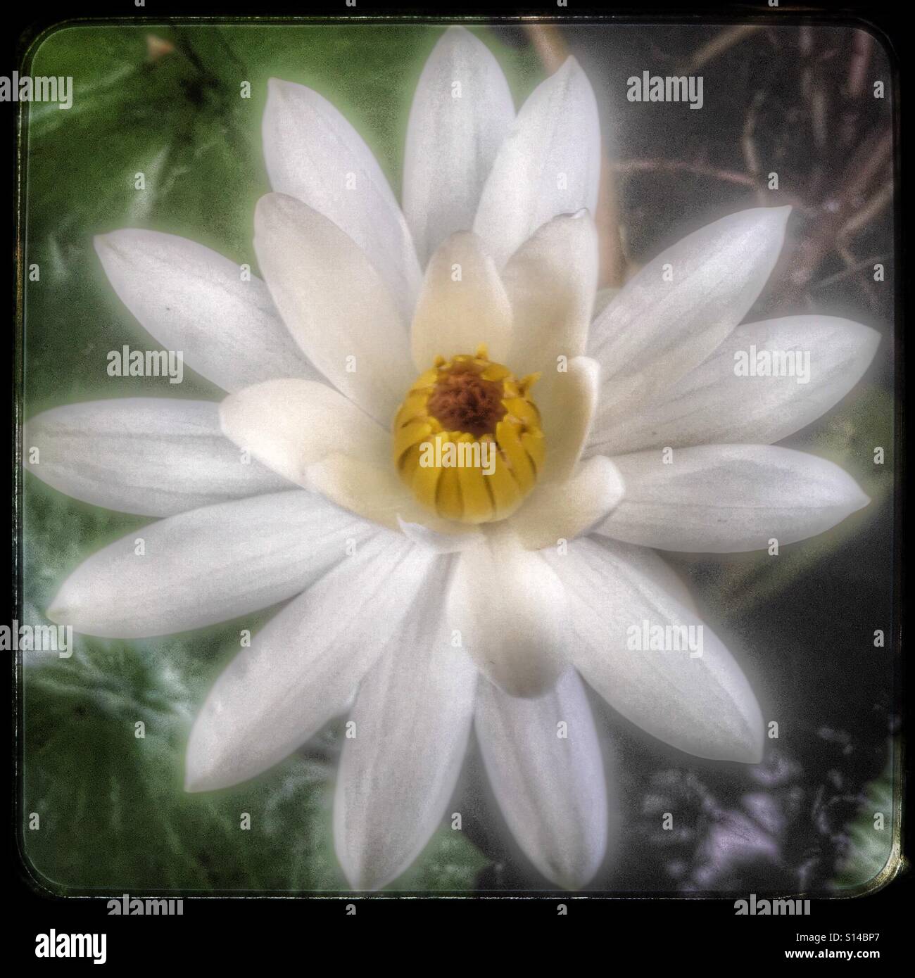 Lotus flower opens in Hawaii Stock Photo - Alamy