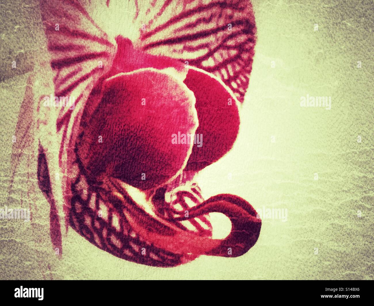 Orchid flower, side view, with space for copy Stock Photo - Alamy