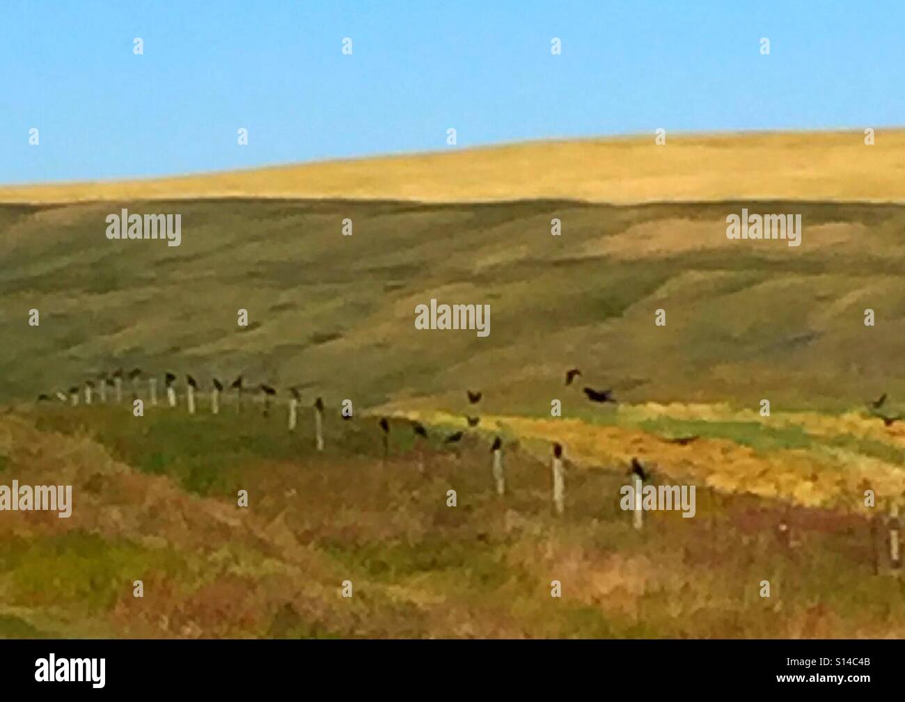 Crows fence hi-res stock photography and images - Alamy