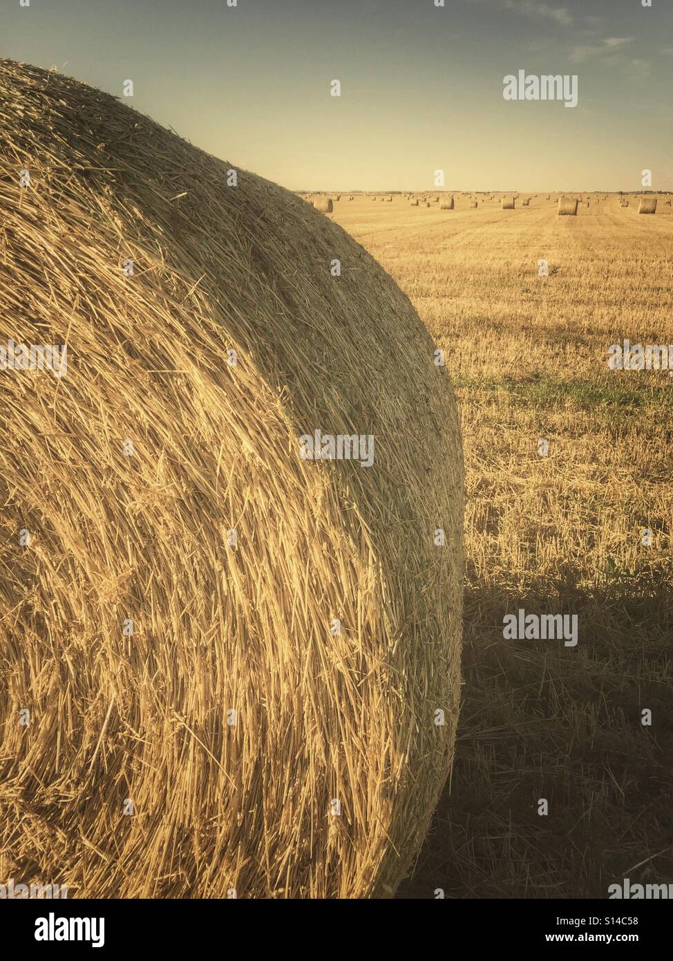 Large round hay bales in a field Stock Photo - Alamy