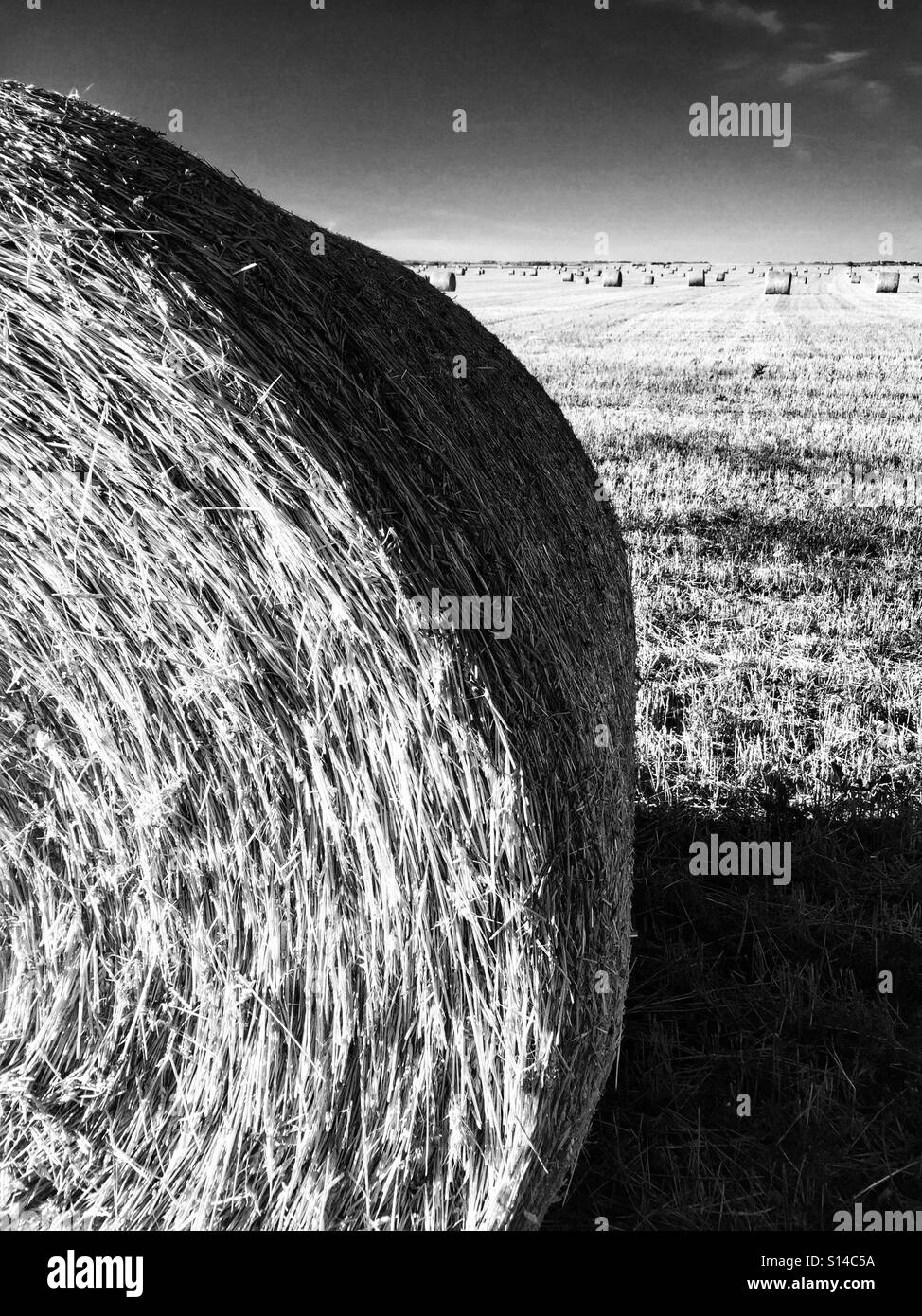 Large round hay bales in a field Stock Photo - Alamy