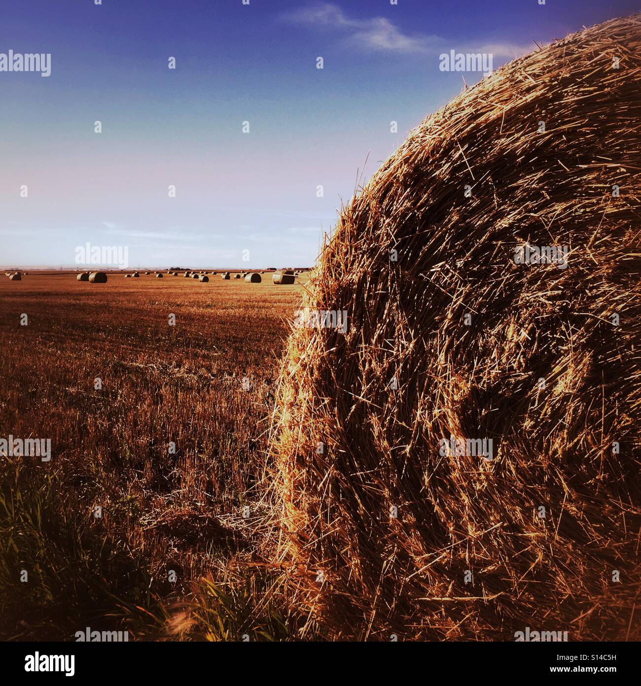 Large round hay bales in a field Stock Photo - Alamy