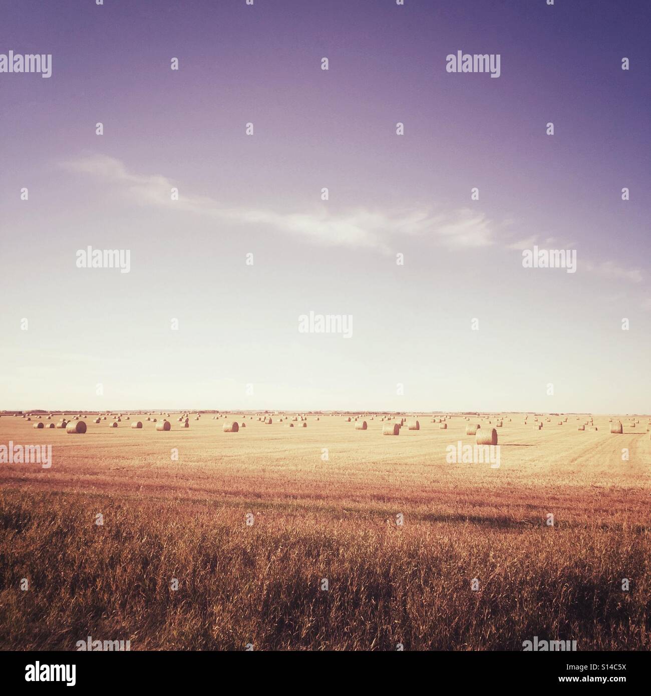 An open field of round hay bales Stock Photo - Alamy