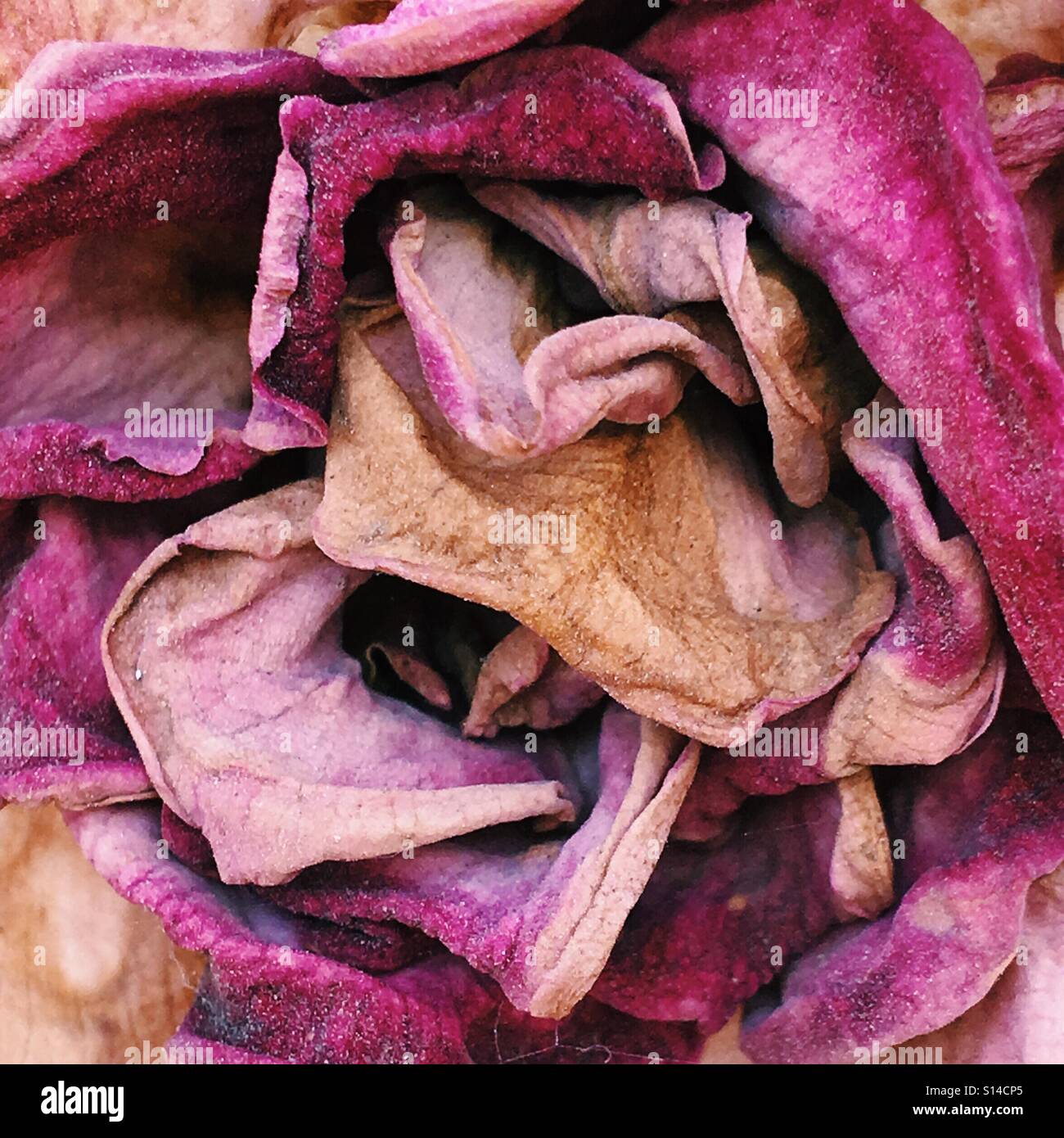 Old petals hi-res stock photography and images - Alamy