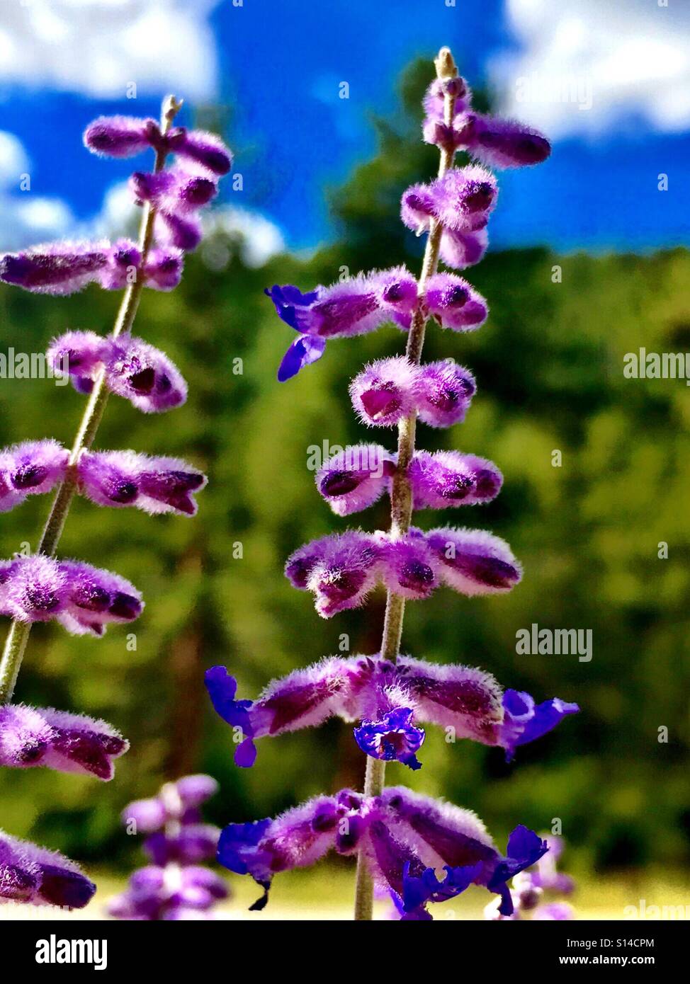 Russian sage flower hi-res stock photography and images - Alamy