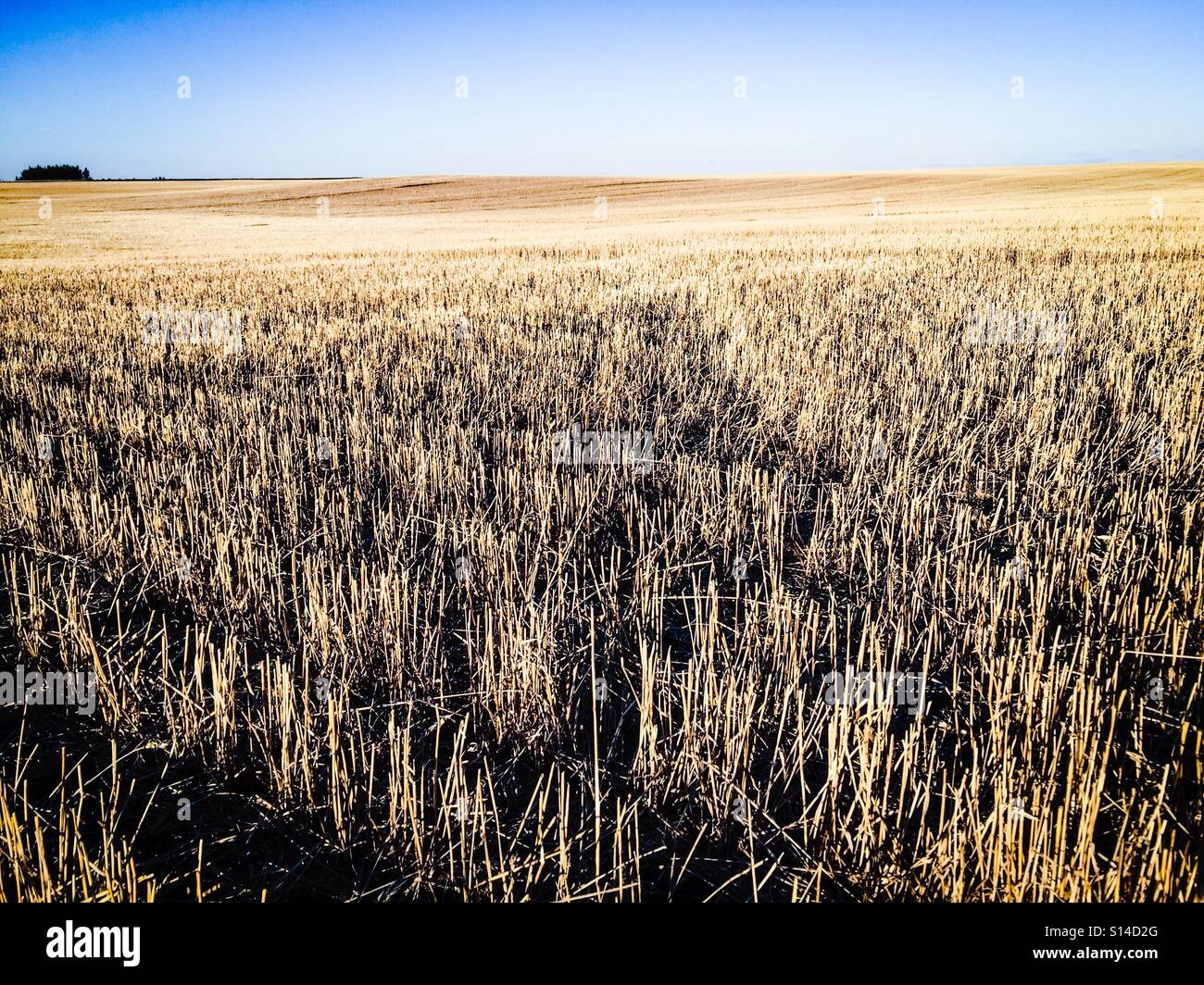 A group of trees sits on the horizon of a prairie stubble field Stock ...