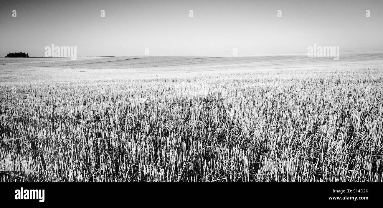 A group of trees sits on the horizon of a prairie stubble field Stock ...