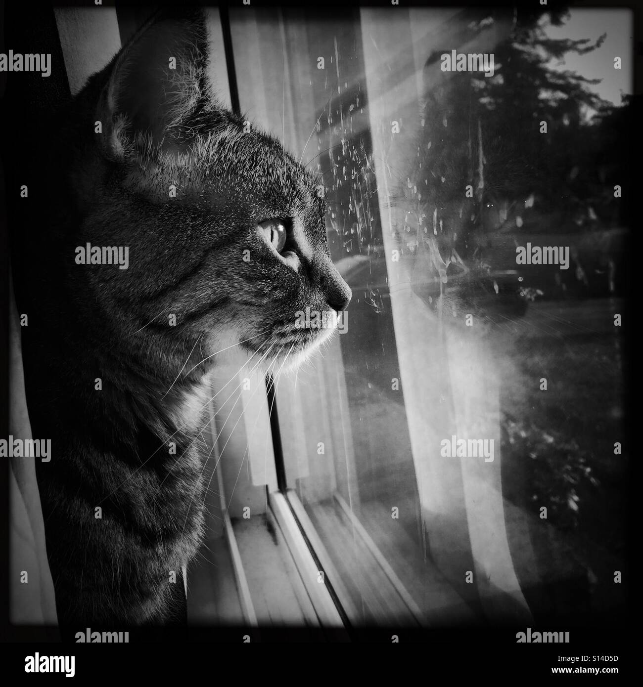 Neighborhood watch cat Stock Photo - Alamy