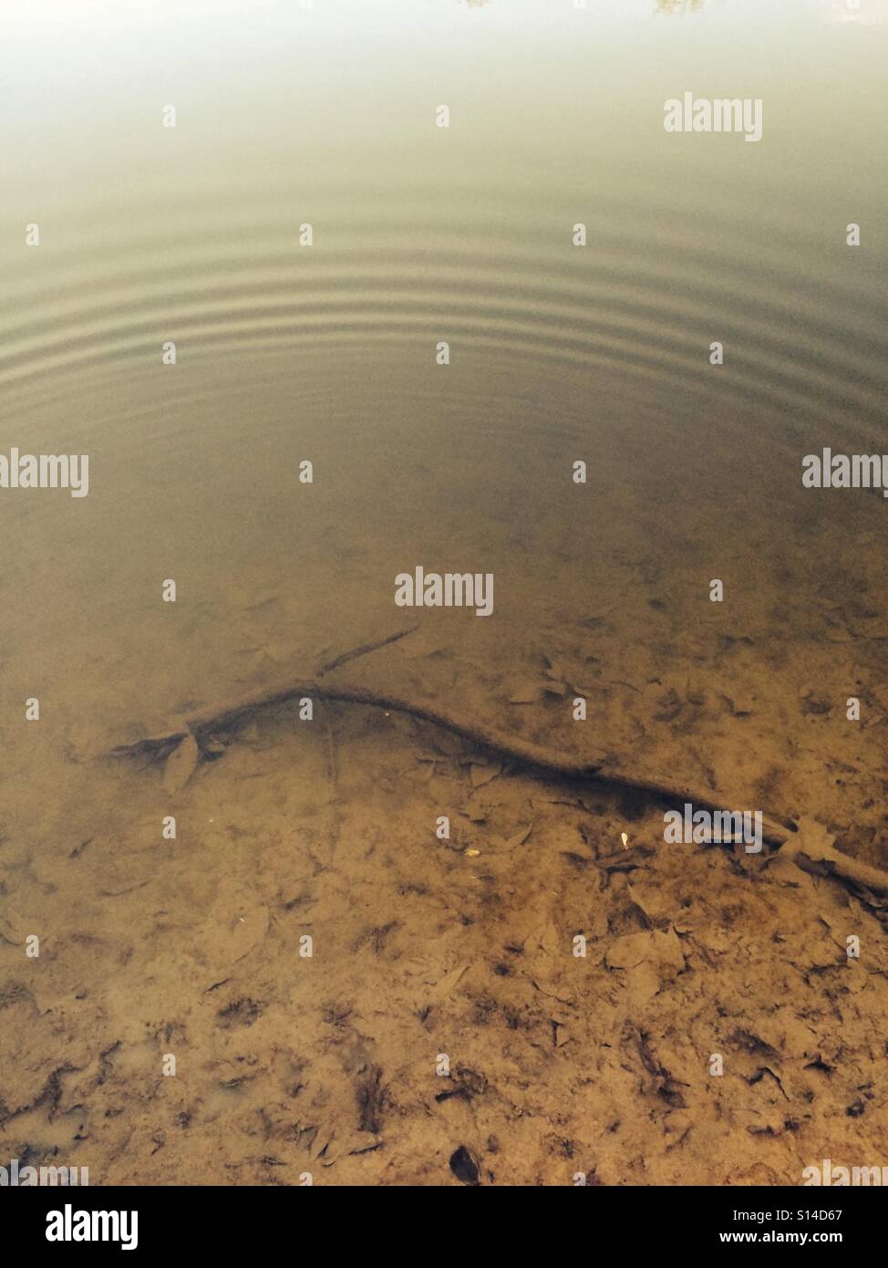 Stick in water with ripples Stock Photo - Alamy