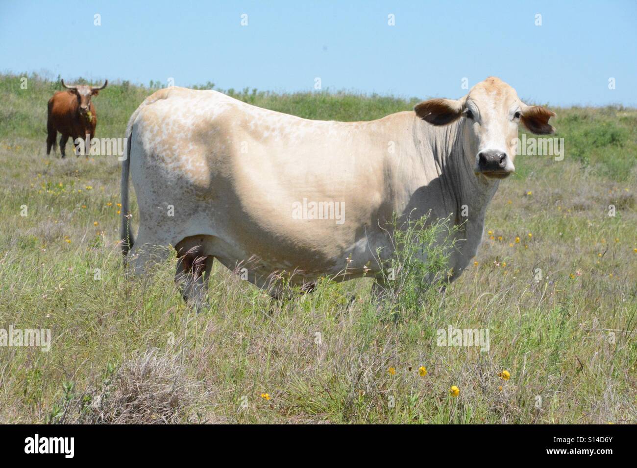 Texas cattle hi-res stock photography and images - Alamy