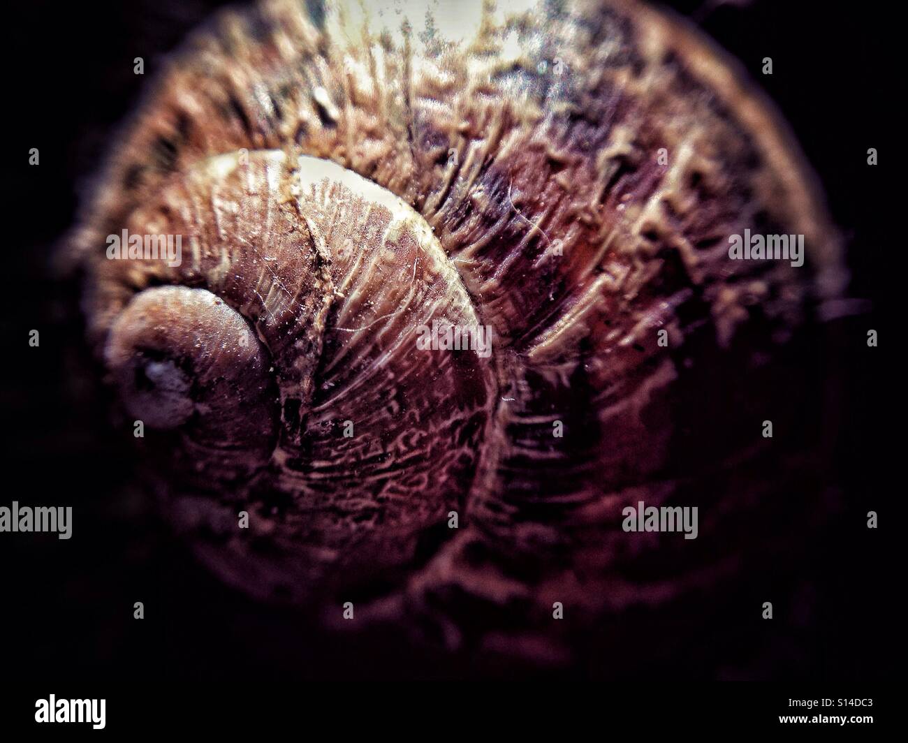 Macro snail shell hi-res stock photography and images - Alamy