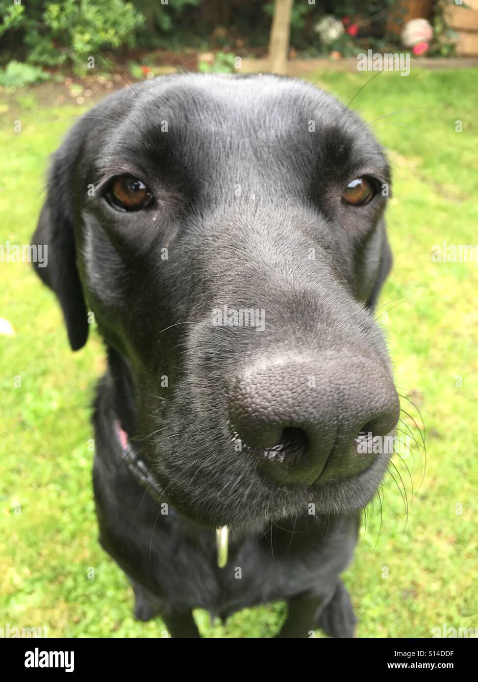 Nosey hi-res stock photography and images - Alamy