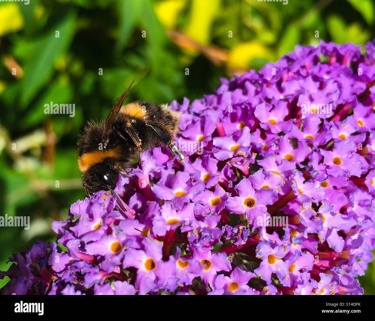 Bumblebee on buddleja flower Stock Photo - Alamy
