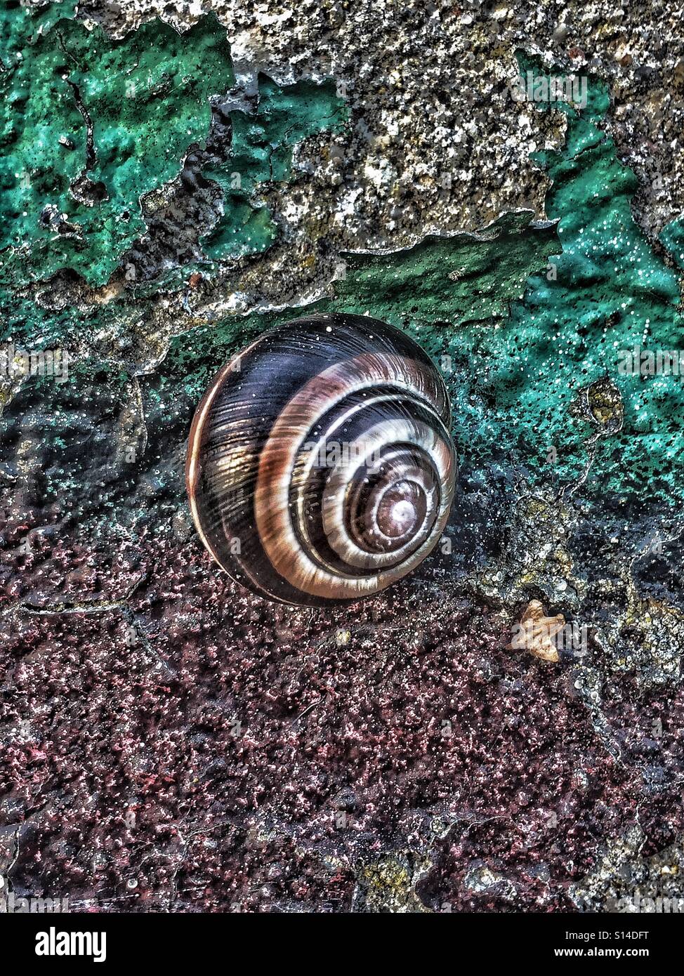 Snail on a wall Stock Photo - Alamy