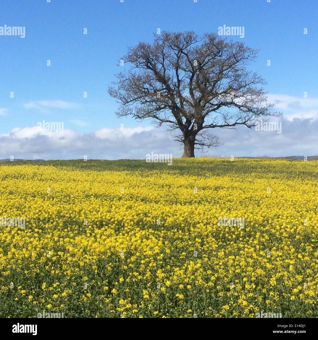 Rapeseed cultivation hi-res stock photography and images - Alamy