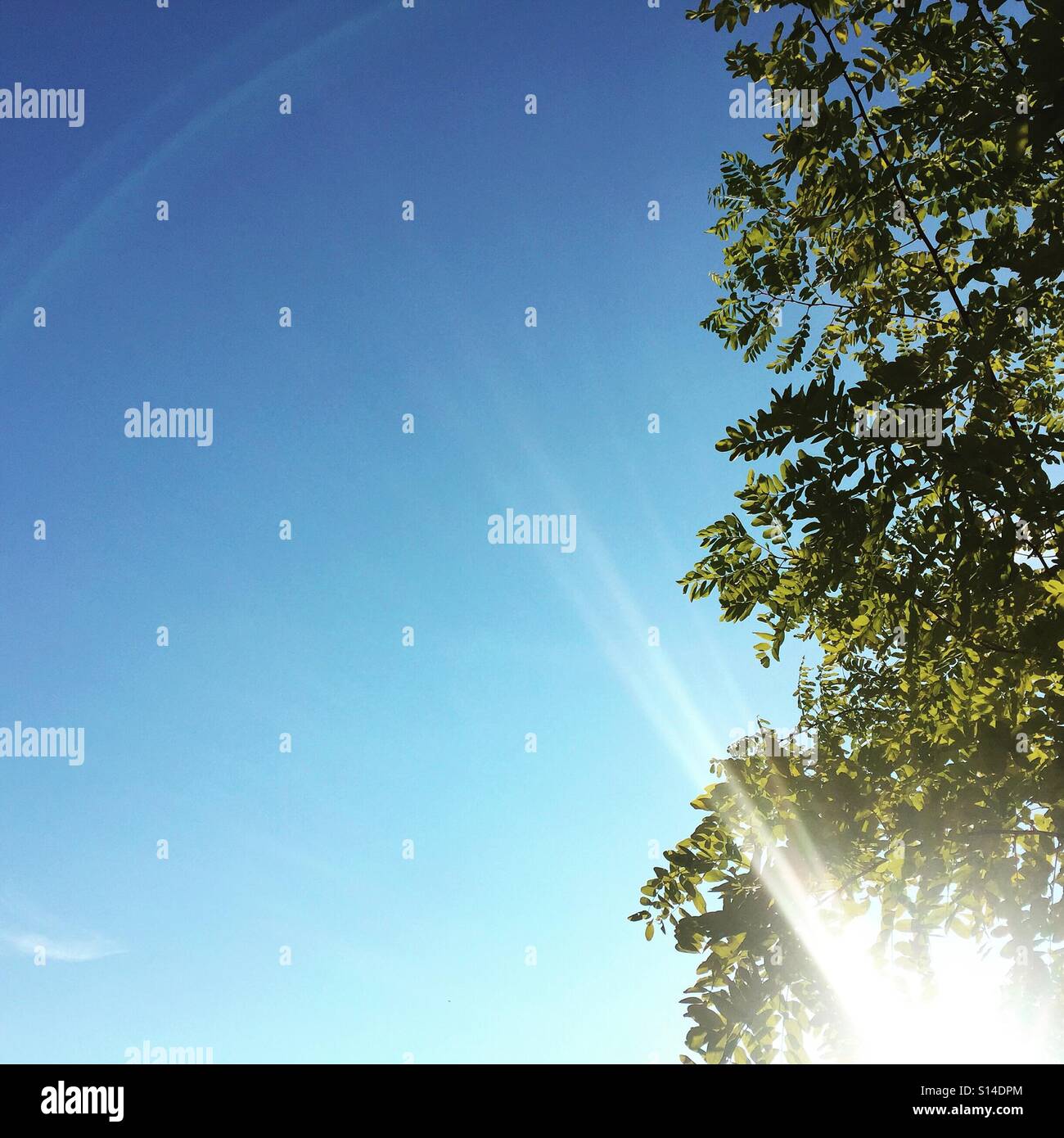 Lens flare through the trees hi-res stock photography and images - Alamy