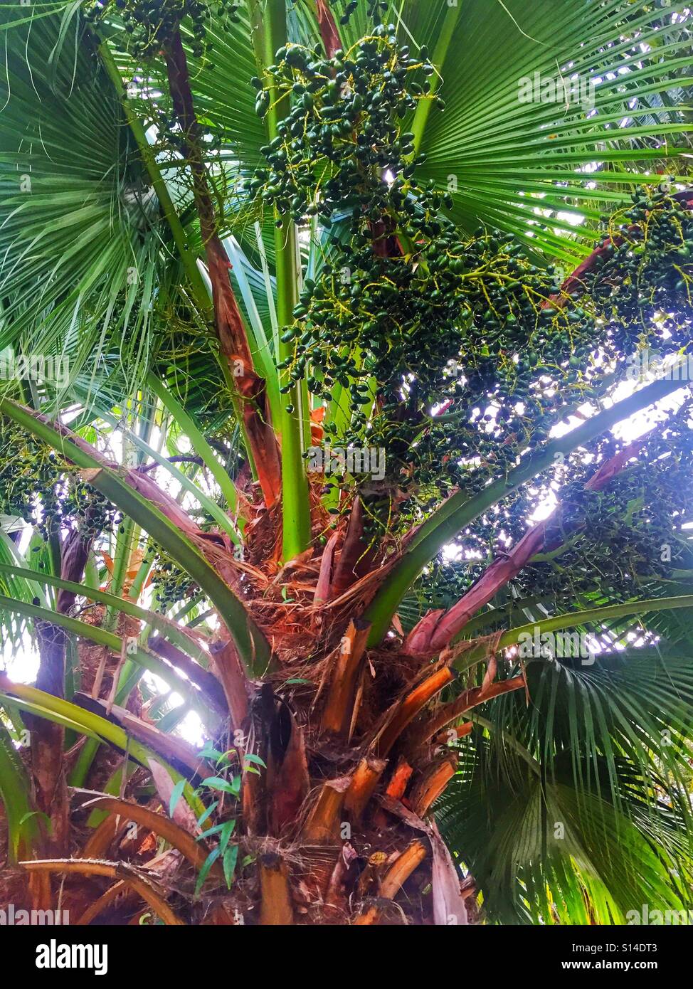 Up close underneath a palm tree Stock Photo - Alamy
