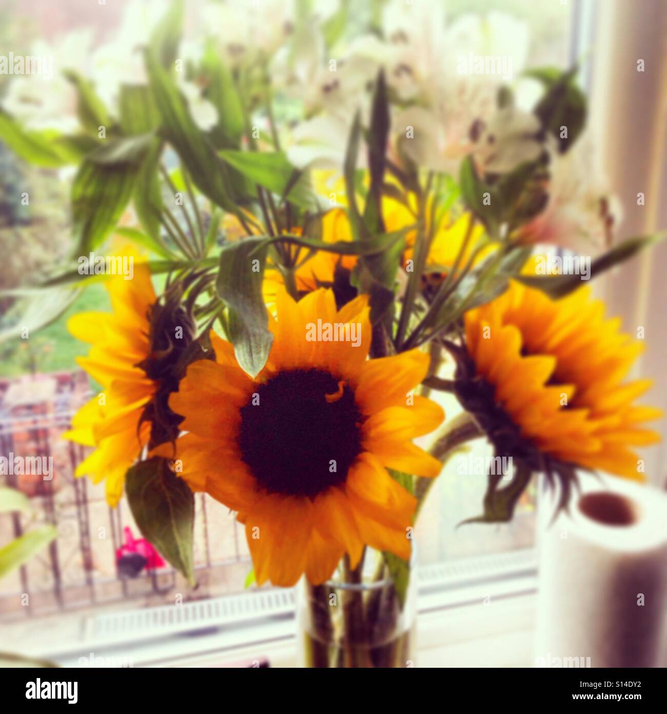 Sunflowers in my window Stock Photo - Alamy