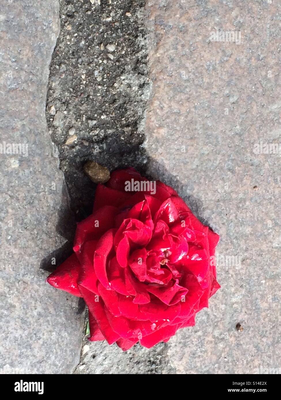 Sad and forgotten hi-res stock photography and images - Alamy