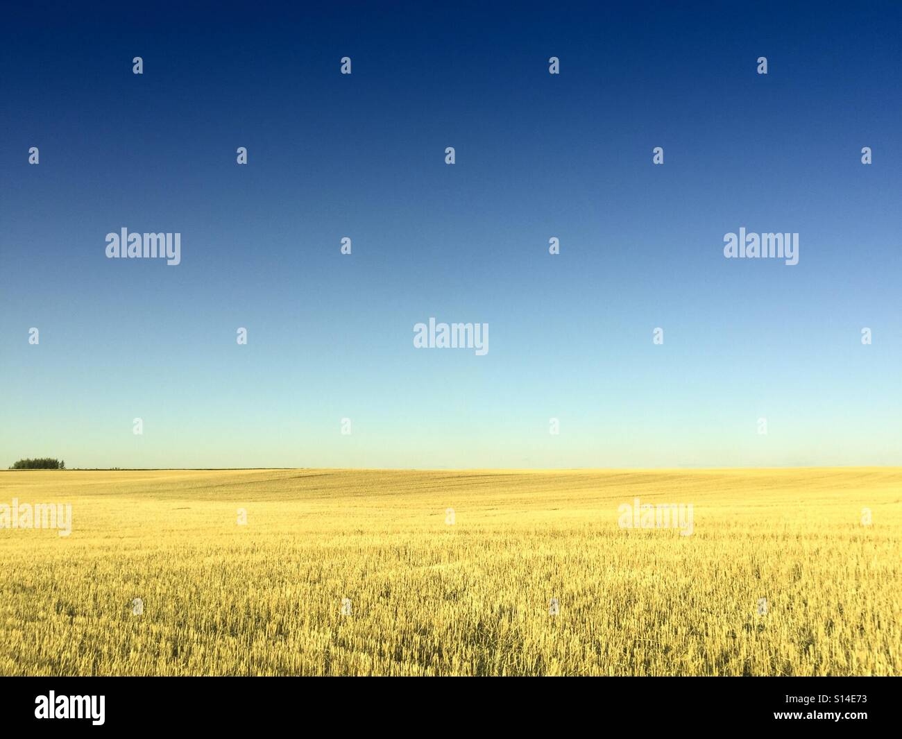 A group of trees punctuates the horizon separating a clear blue sky and ...