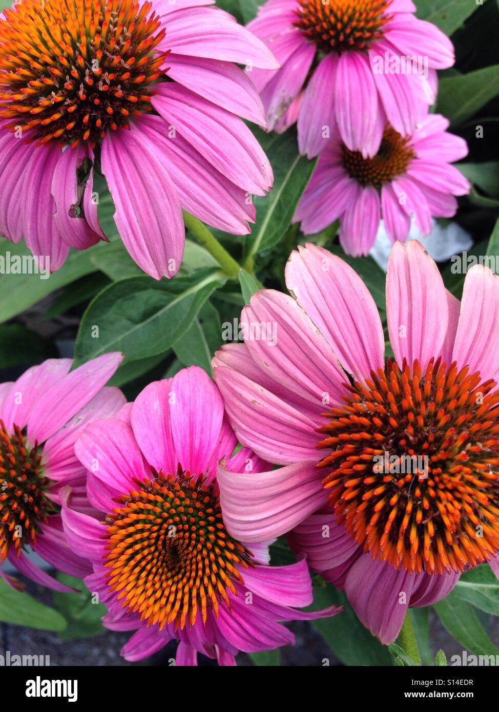 Healing echinacea flower hi-res stock photography and images - Alamy