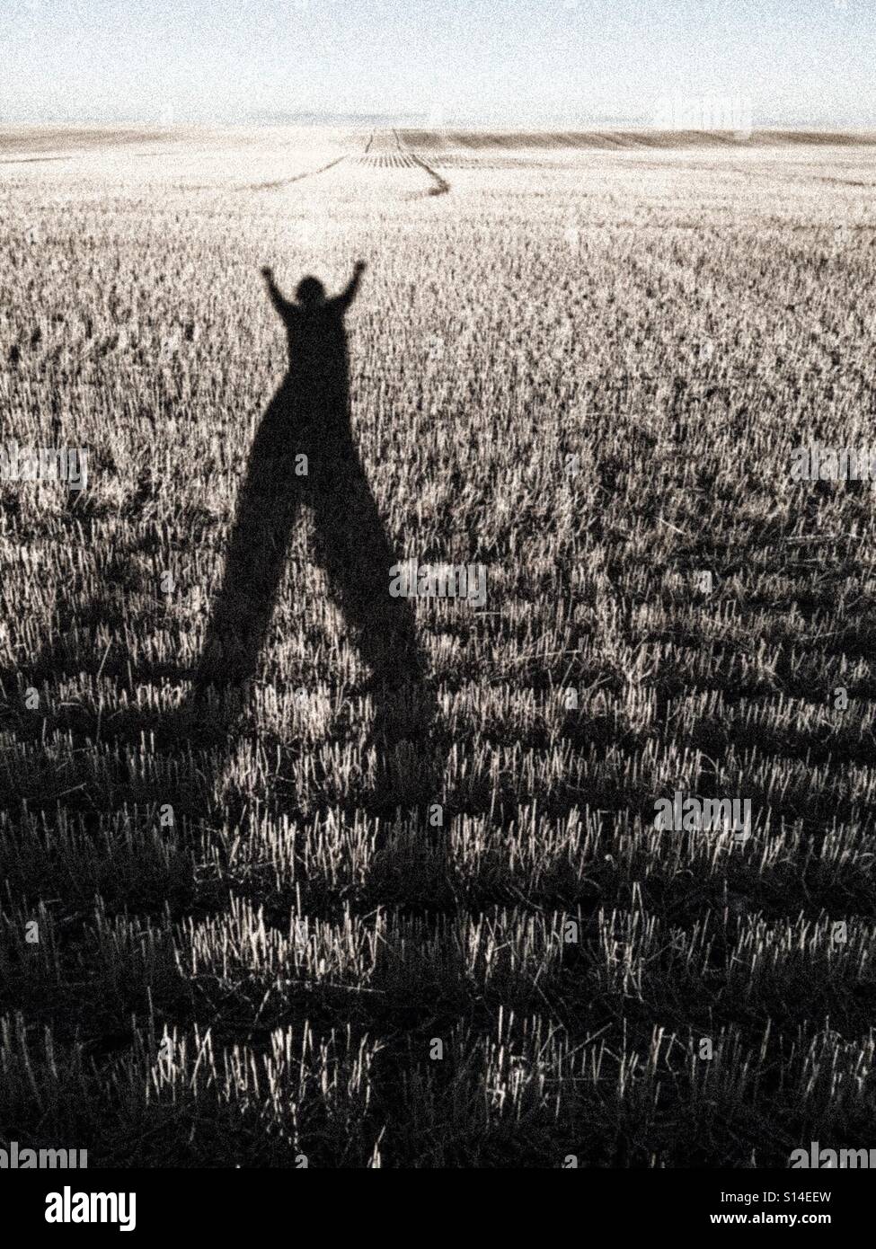 A long shadow of a cheering figure across the stubble of a harvested ...