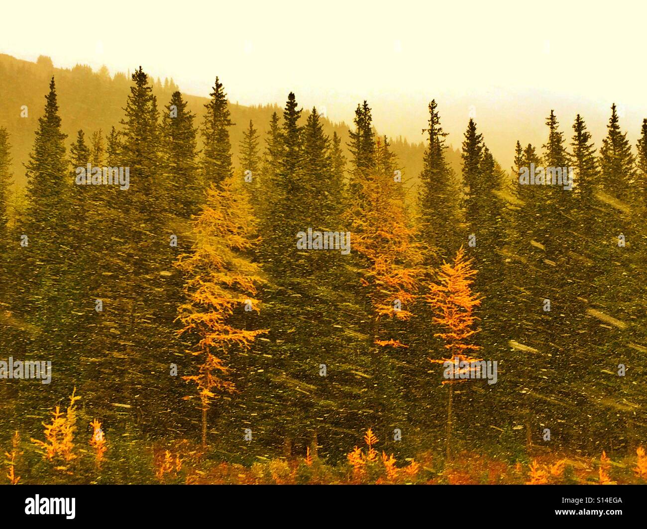 Highwood hi-res stock photography and images - Alamy