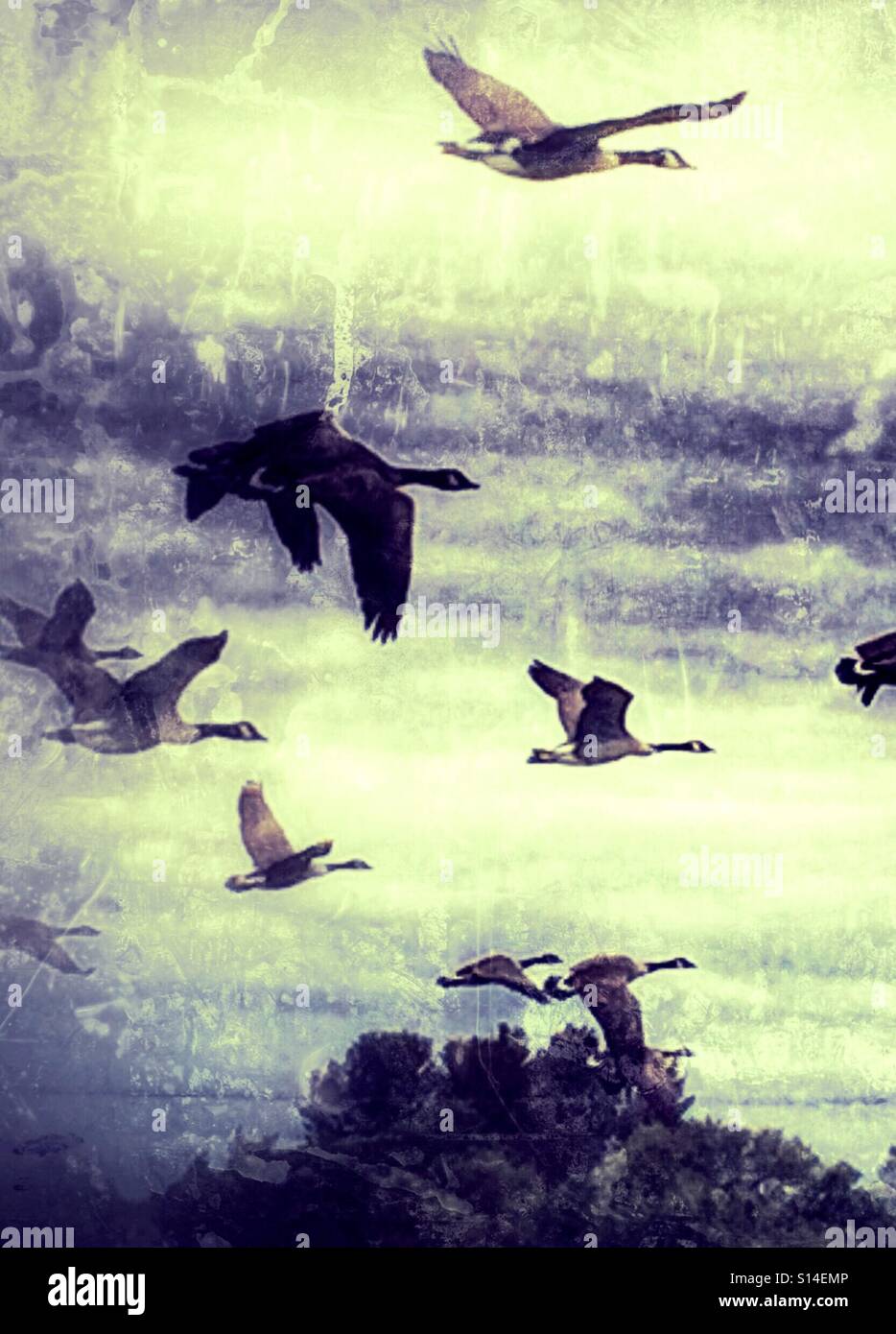 Flock of flying geese hi-res stock photography and images - Alamy
