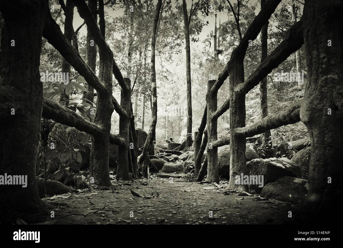 Dark mysterious pathway hi-res stock photography and images - Alamy