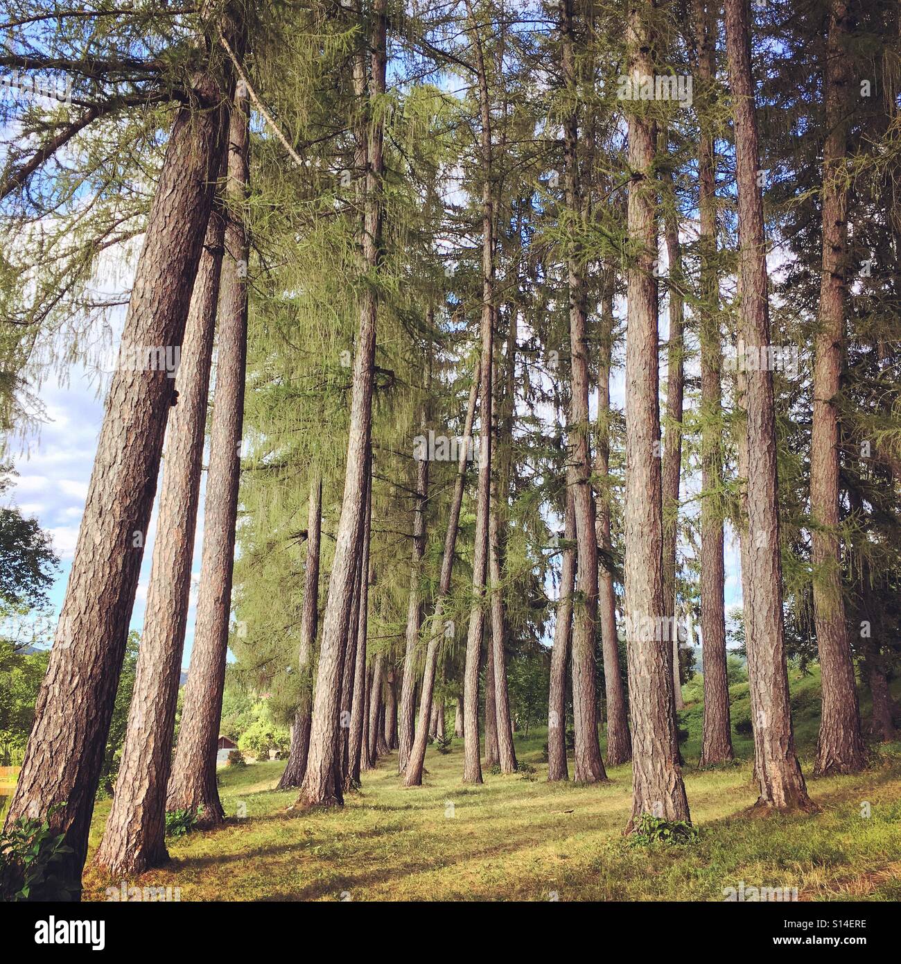 Larice High Resolution Stock Photography and Images - Alamy